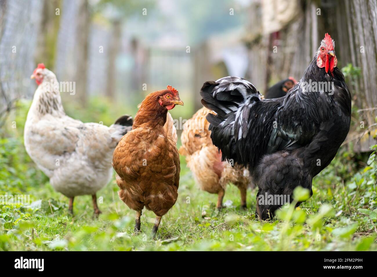 Chicken feeding on traditional rural barnyard. Hens on barn yard in eco ...