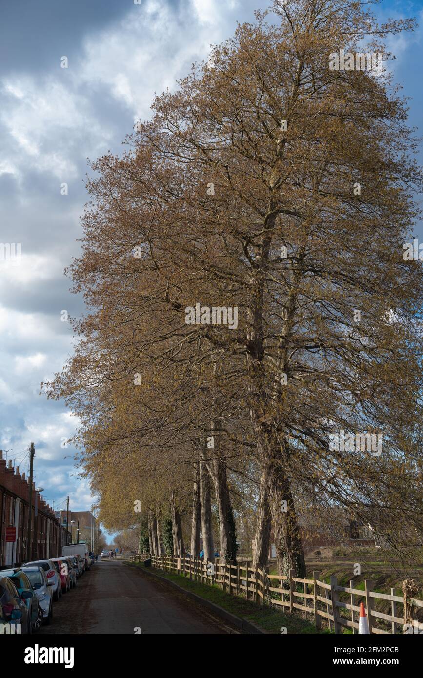 Tree lined avenue, walk, feature, landscape, emphasize, road, straight ...