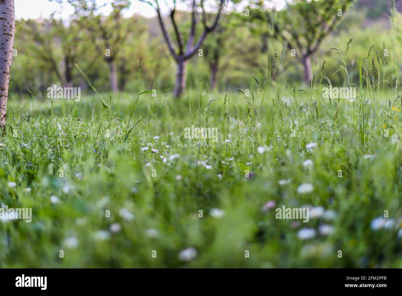 Grass and wildflowers on a meadow in nature on spring sunny day ...