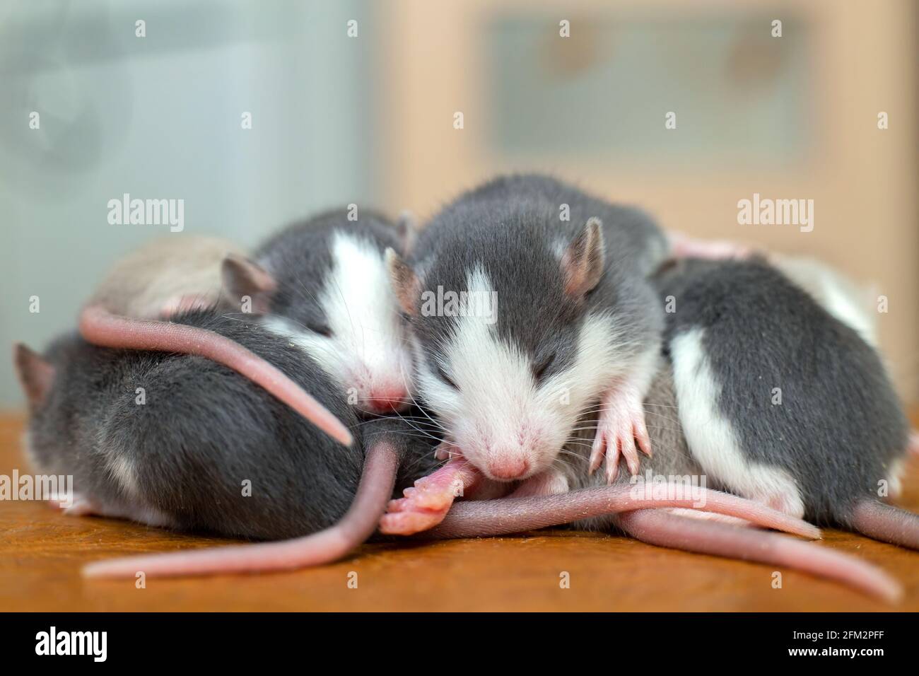 Many small funny baby rats warming together one on top of another Stock ...
