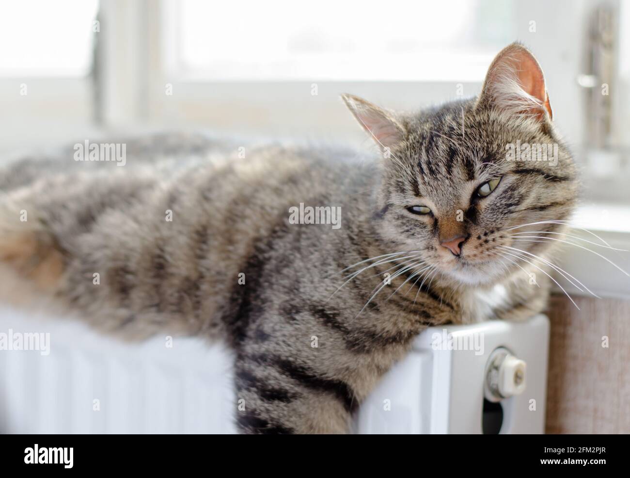 Cat radiator hi-res stock photography and images - Alamy