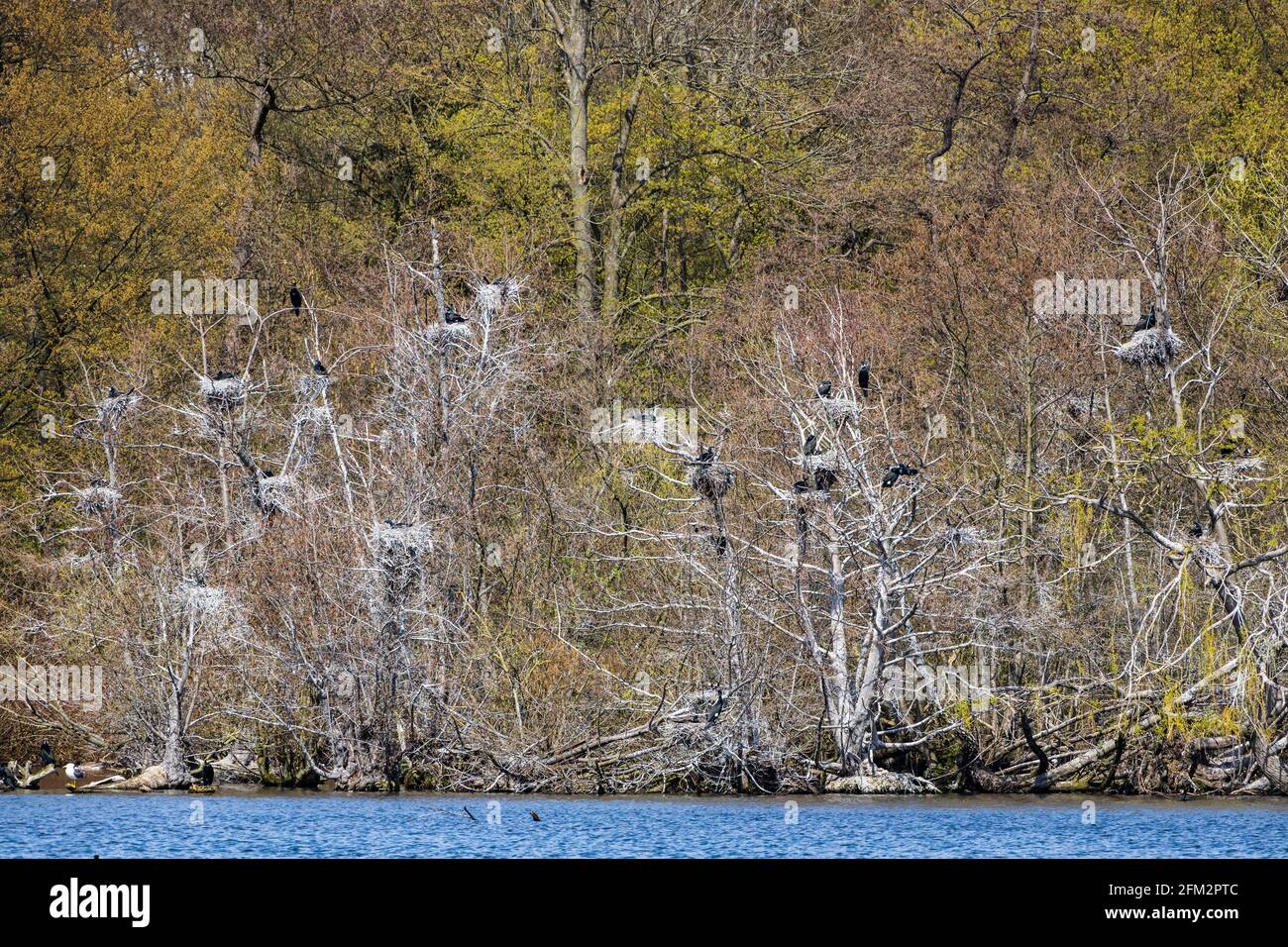 Baldeneysee and heisinger bogen hi-res stock photography and images - Alamy