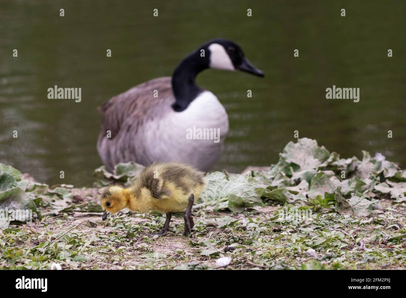 Canada goose with chicks hi-res stock photography and images - Alamy