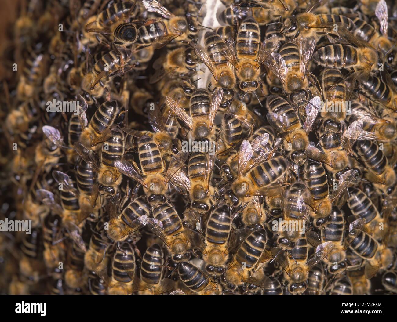 Made From Bees High Resolution Stock Photography and Images - Alamy