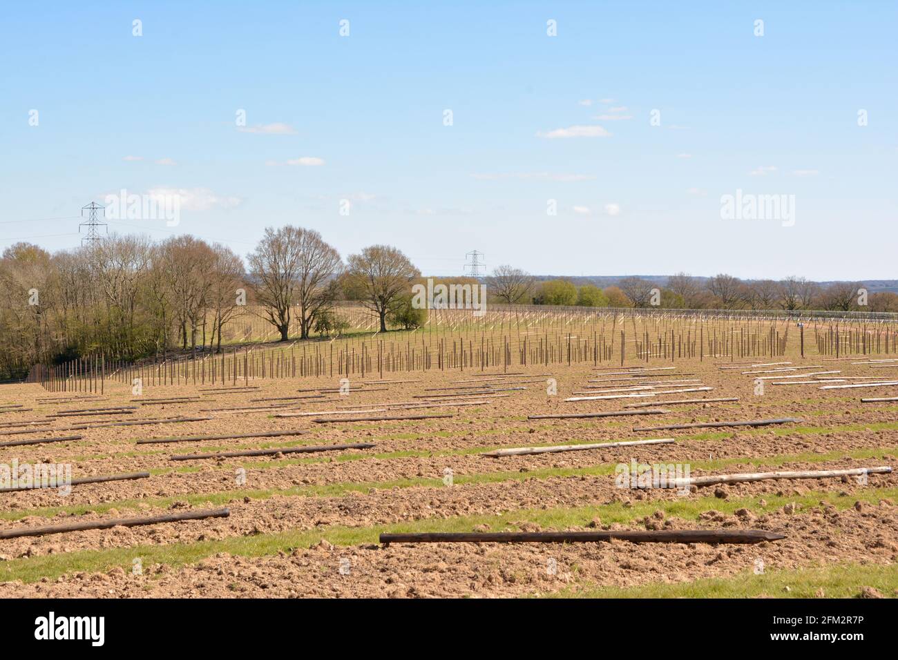 New Grape Vines plantation, Sandhurst, Kent 2021 Stock Photo - Alamy