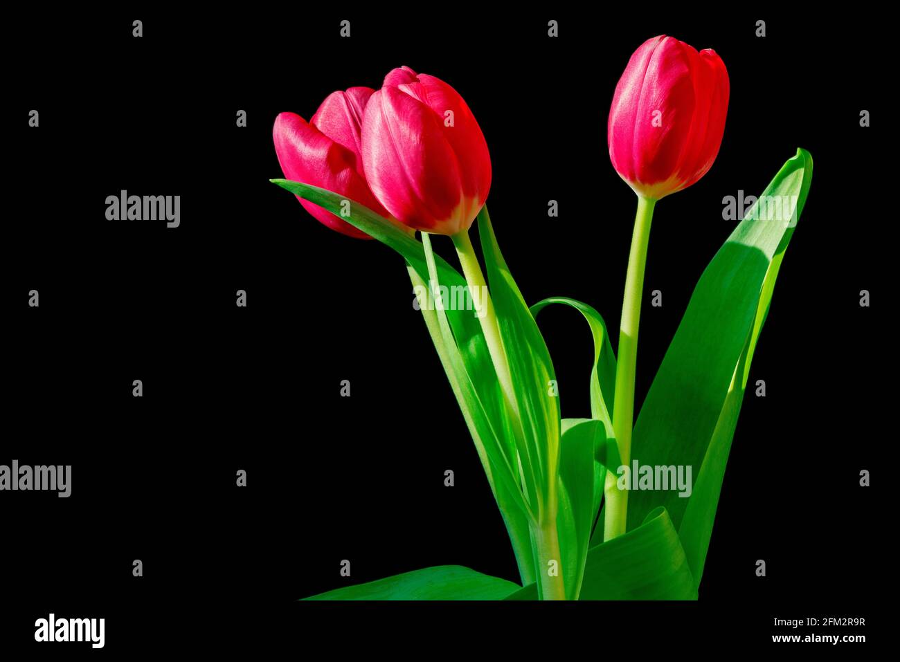 Three red tulips bouquet hi-res stock photography and images - Alamy