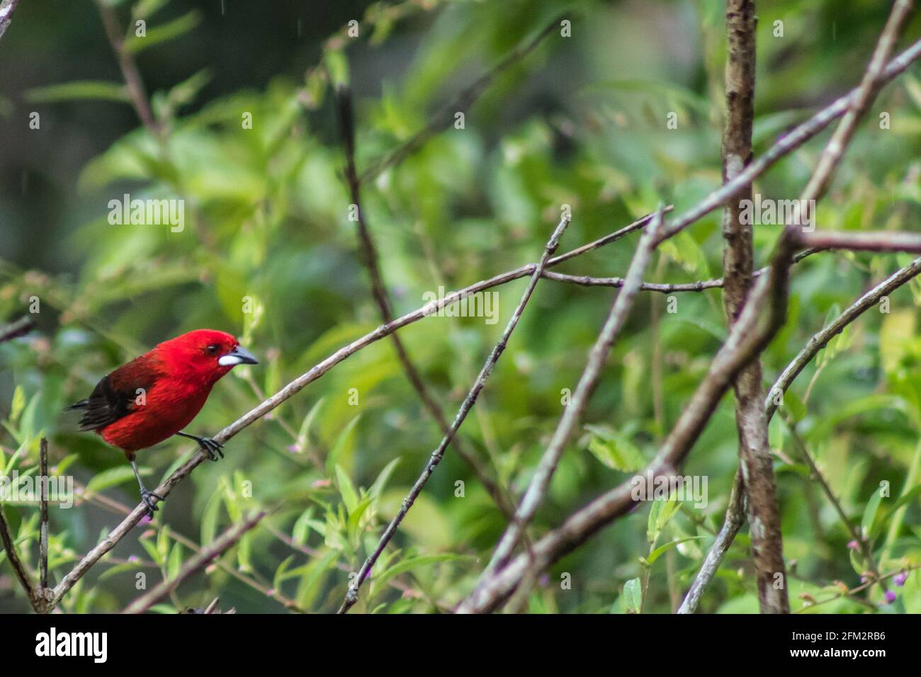 The famous TIê Sangue a stunningly red bird from South America coast ...