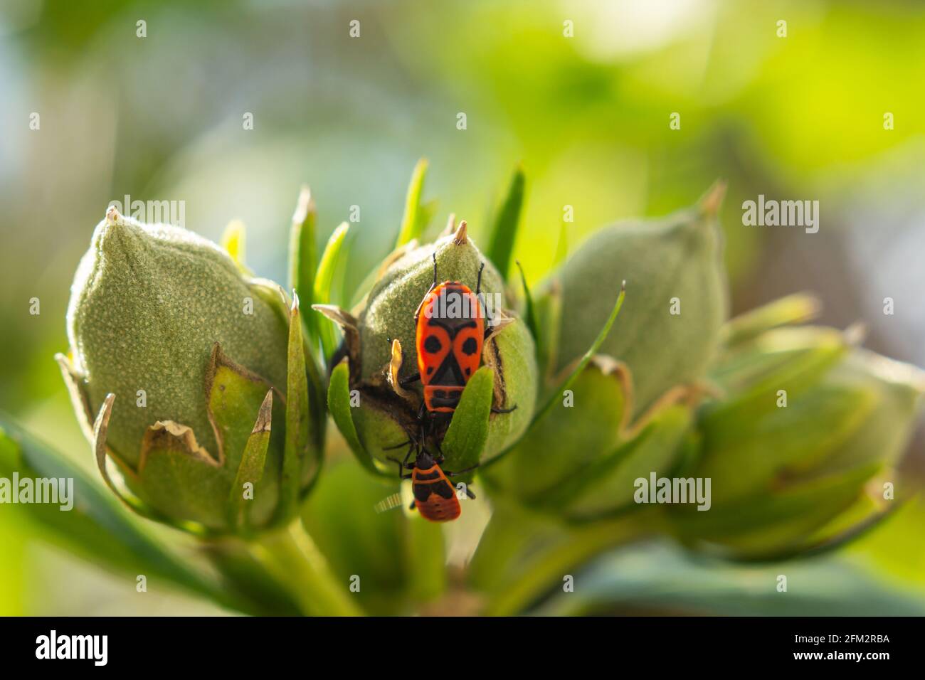 Red Fire Bugs on Buds Stock Photo - Alamy