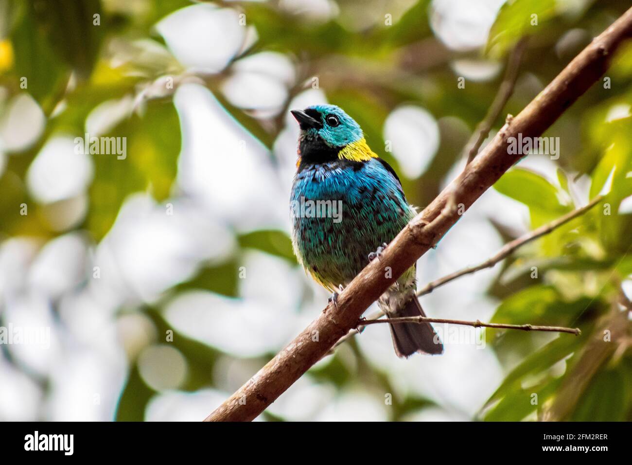 Green-headed tanager (Saíra-sete-cores) a stunning colorful bird in ...