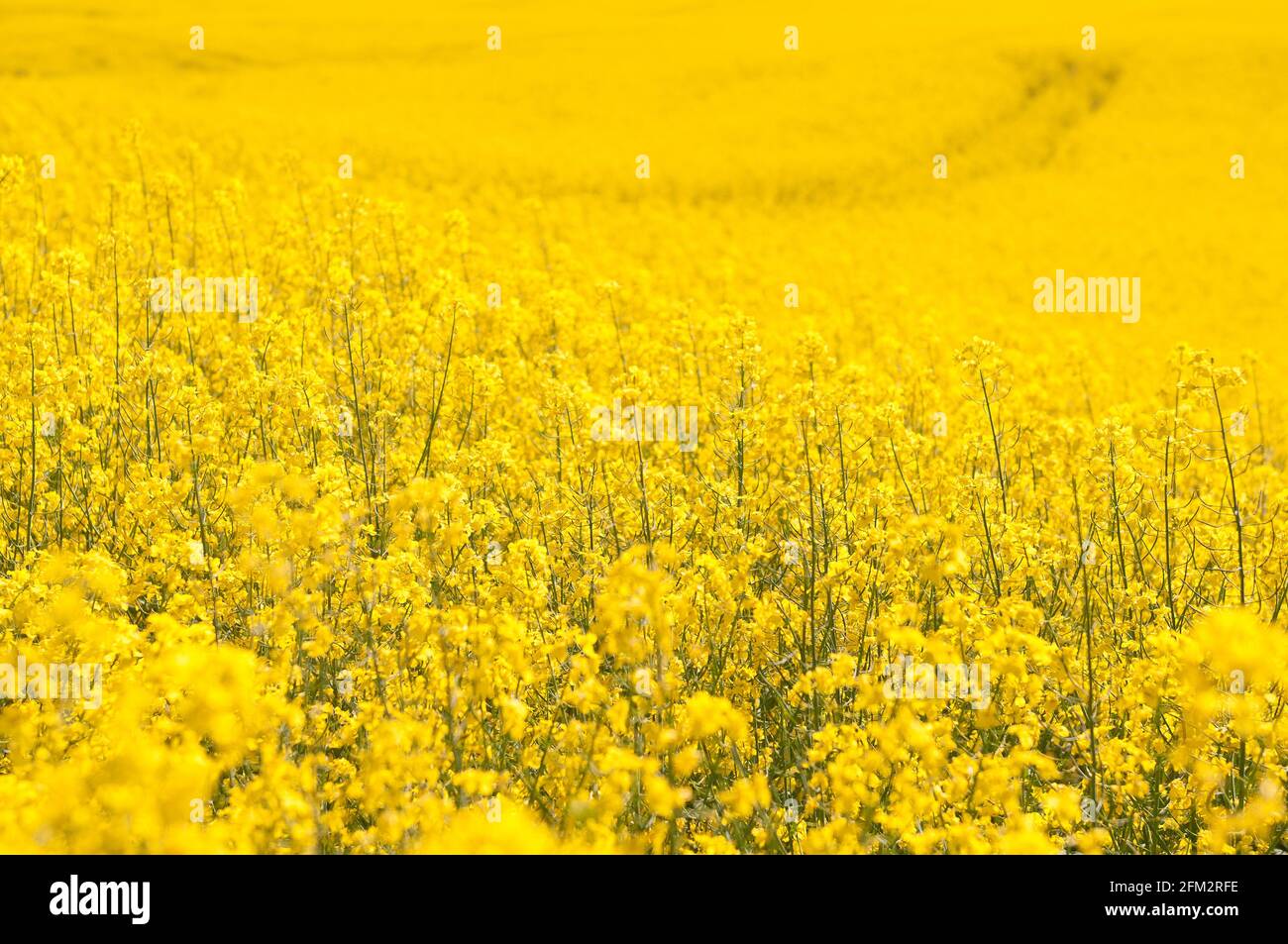 yellow Rapeseed field background Stock Photo - Alamy