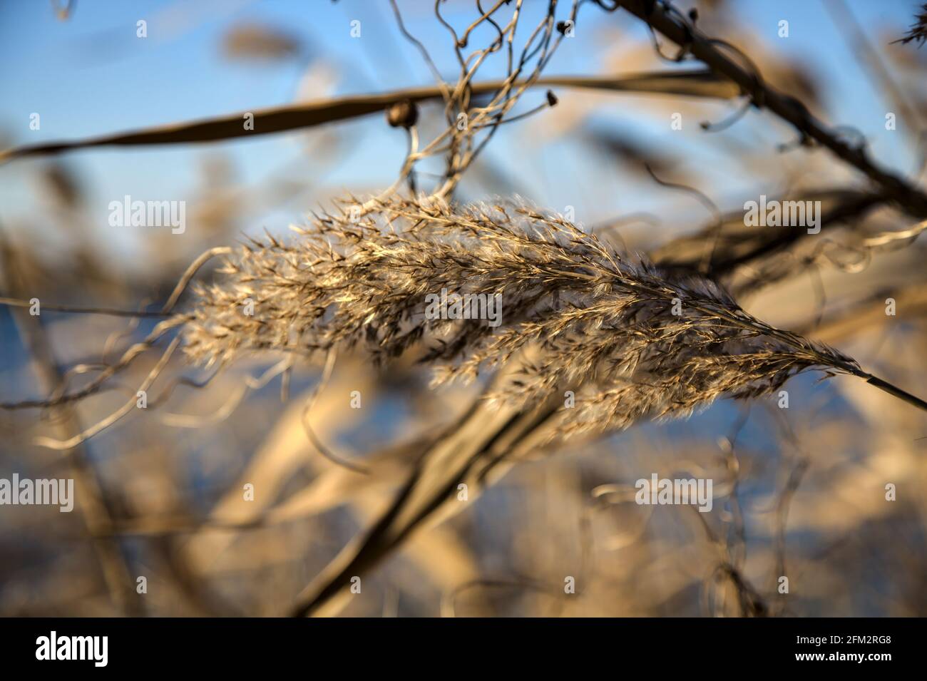 Closeup of reeds bent by the wind with a clear sky as background Stock ...