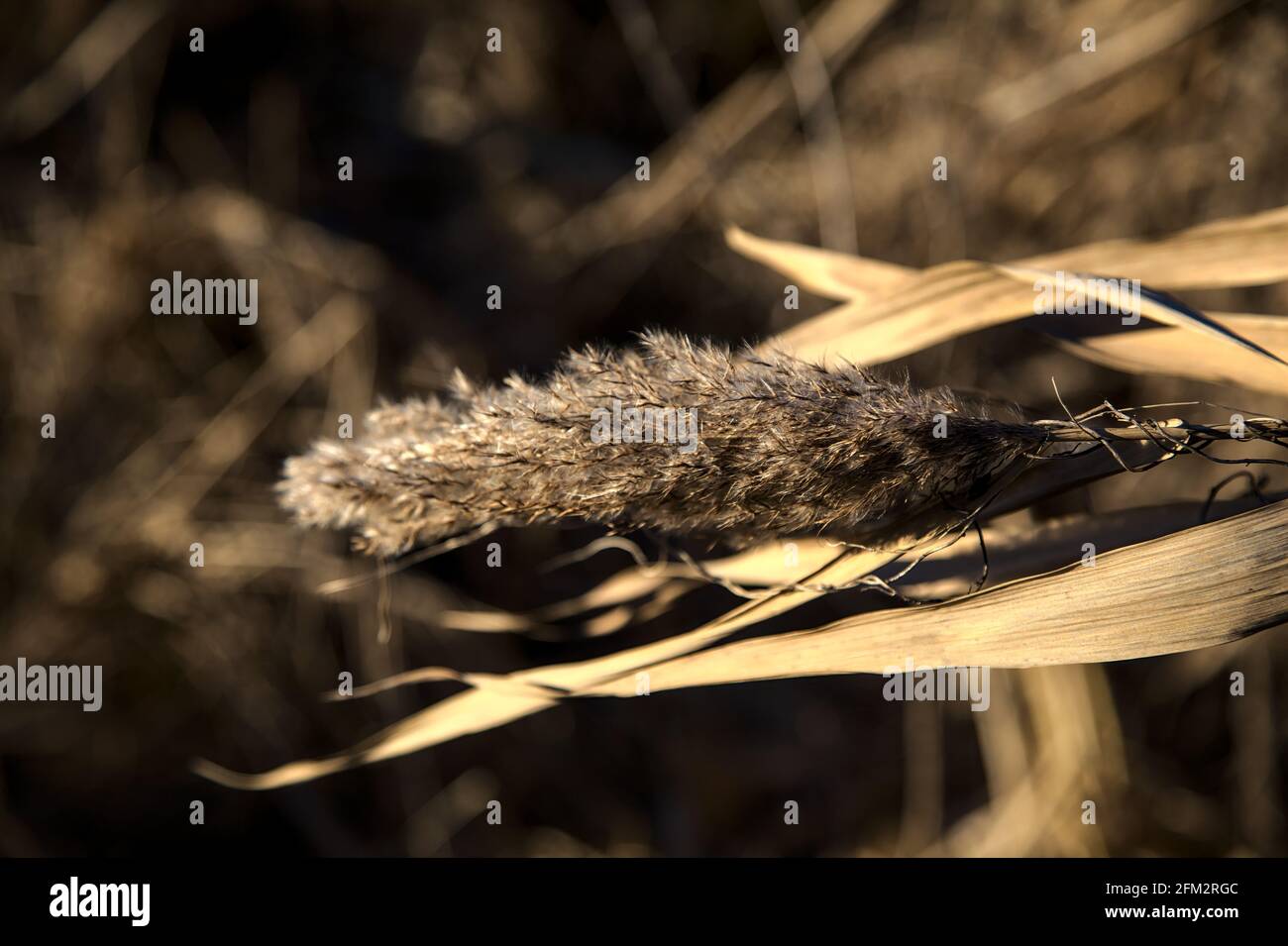 Closeup of reeds bent by the wind with a clear sky as background Stock ...