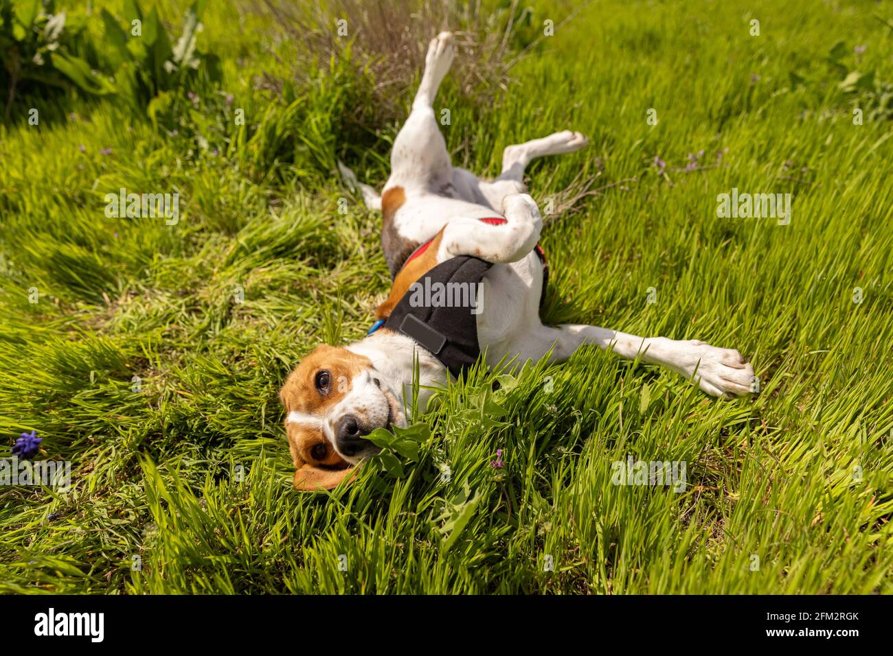 Cute dog beagle lying on hi-res stock photography and images - Alamy