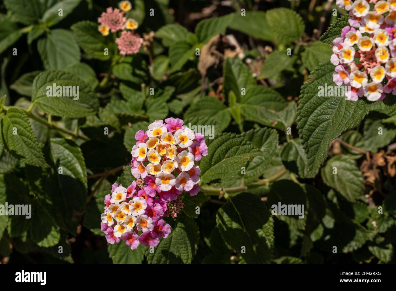 Pink colored lantana hi-res stock photography and images - Alamy