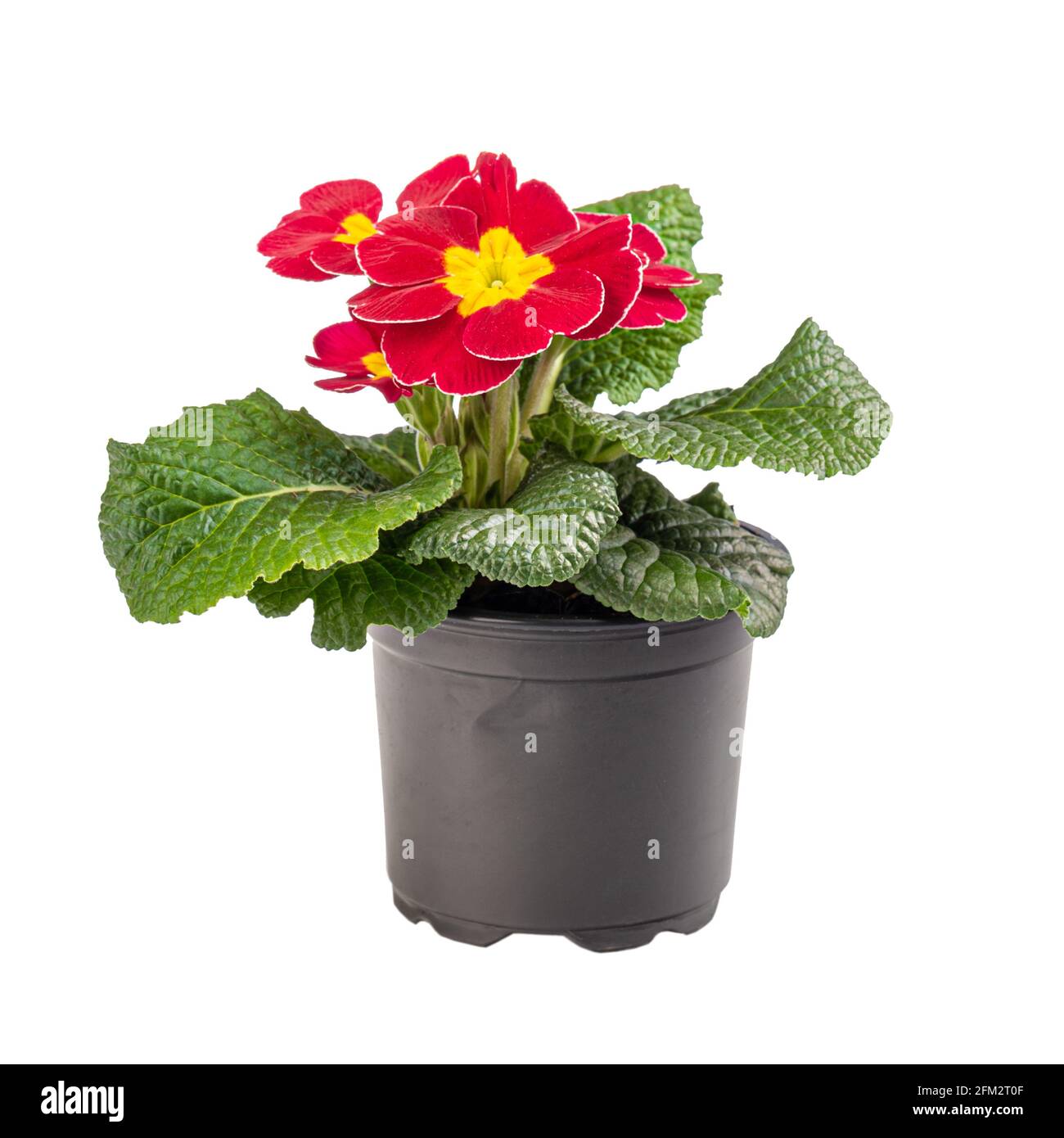 Red primrose adorned with a bright yellow center isolated on white ...
