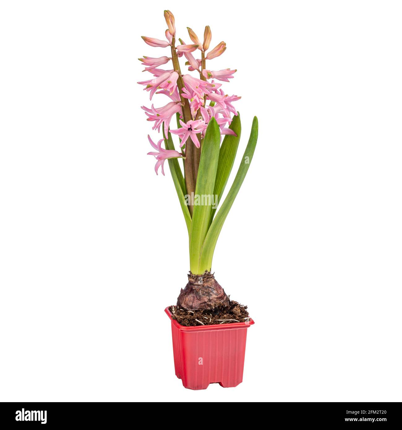 Pink hyacinth flowers spring Cut Out Stock Images & Pictures - Alamy