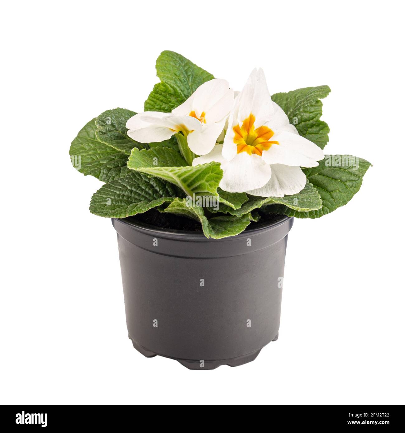Potted white primrose in blossom isolated on white background Stock ...