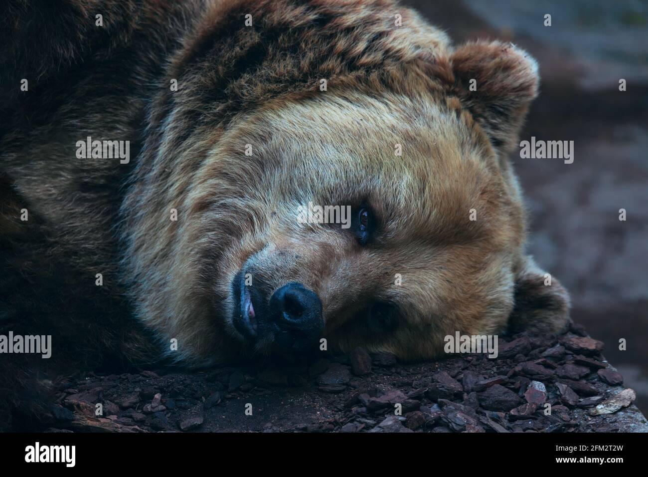 Bear sleeping with eyes open . Grizzly bears hibernate . Tired wild ...