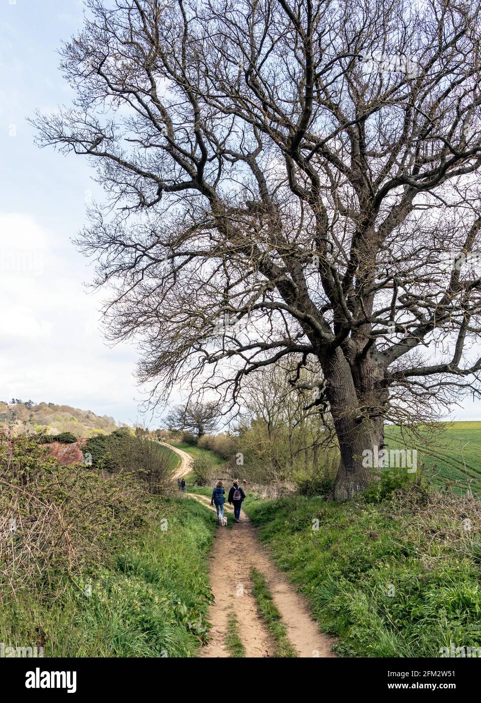 People Walking On Pewley Downs Guildford UK Stock Photo - Alamy