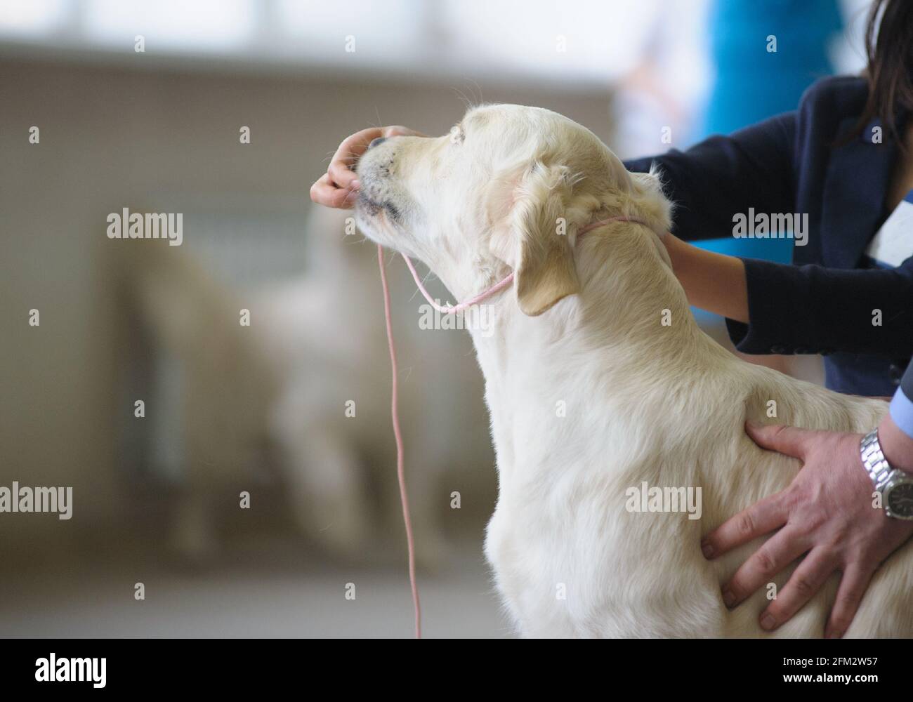 Dog on a dog show being examined by an expert Stock Photo - Alamy