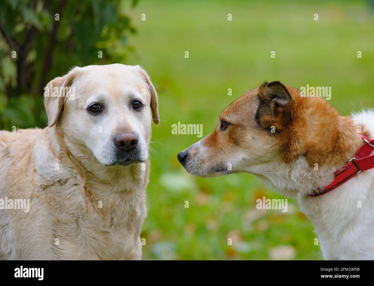 Two cute dogs on a walk in summer, communicating Stock Photo - Alamy