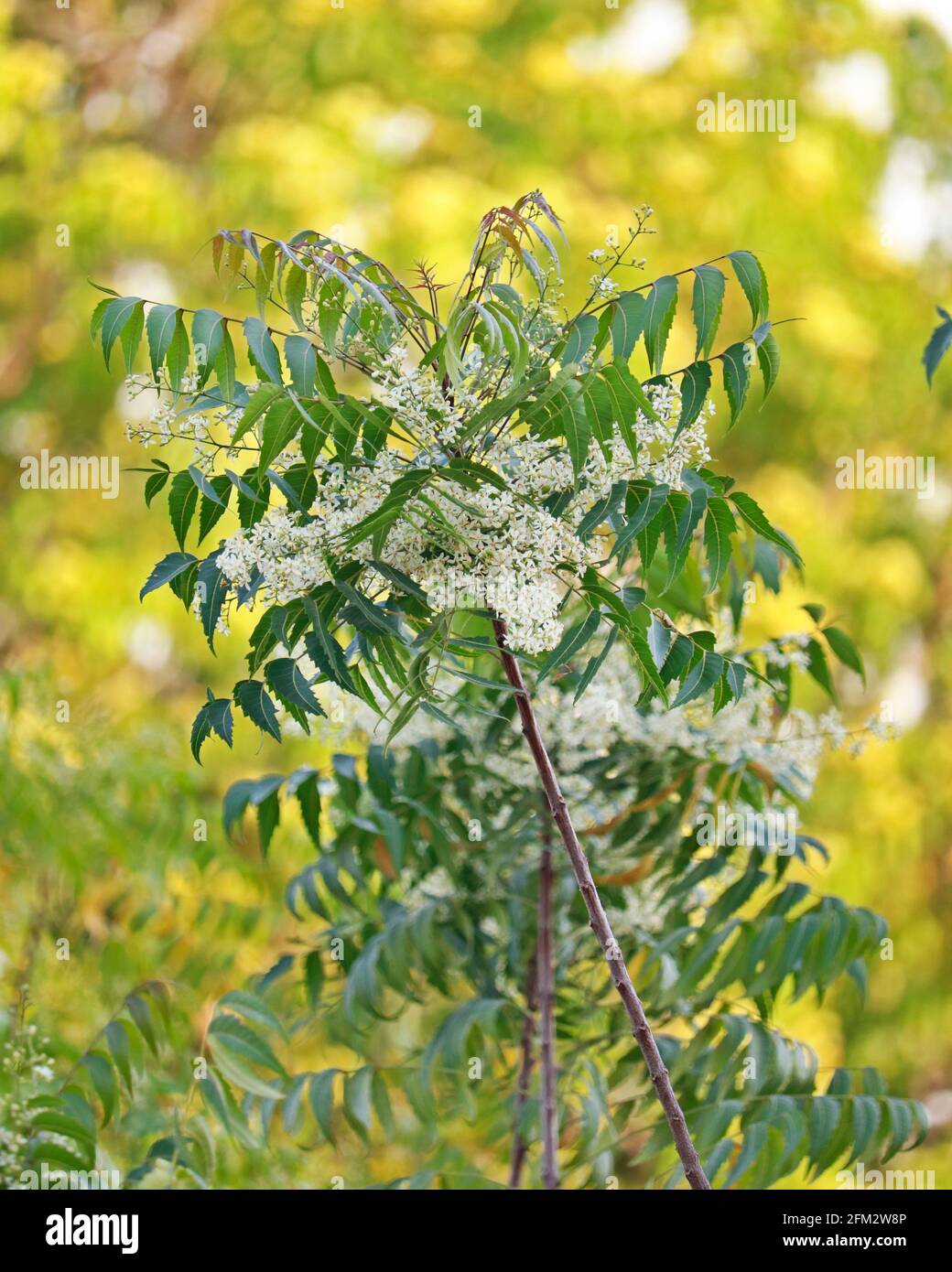 Azadirachta indica, commonly known as neem, nimtree or Indian lilac ...