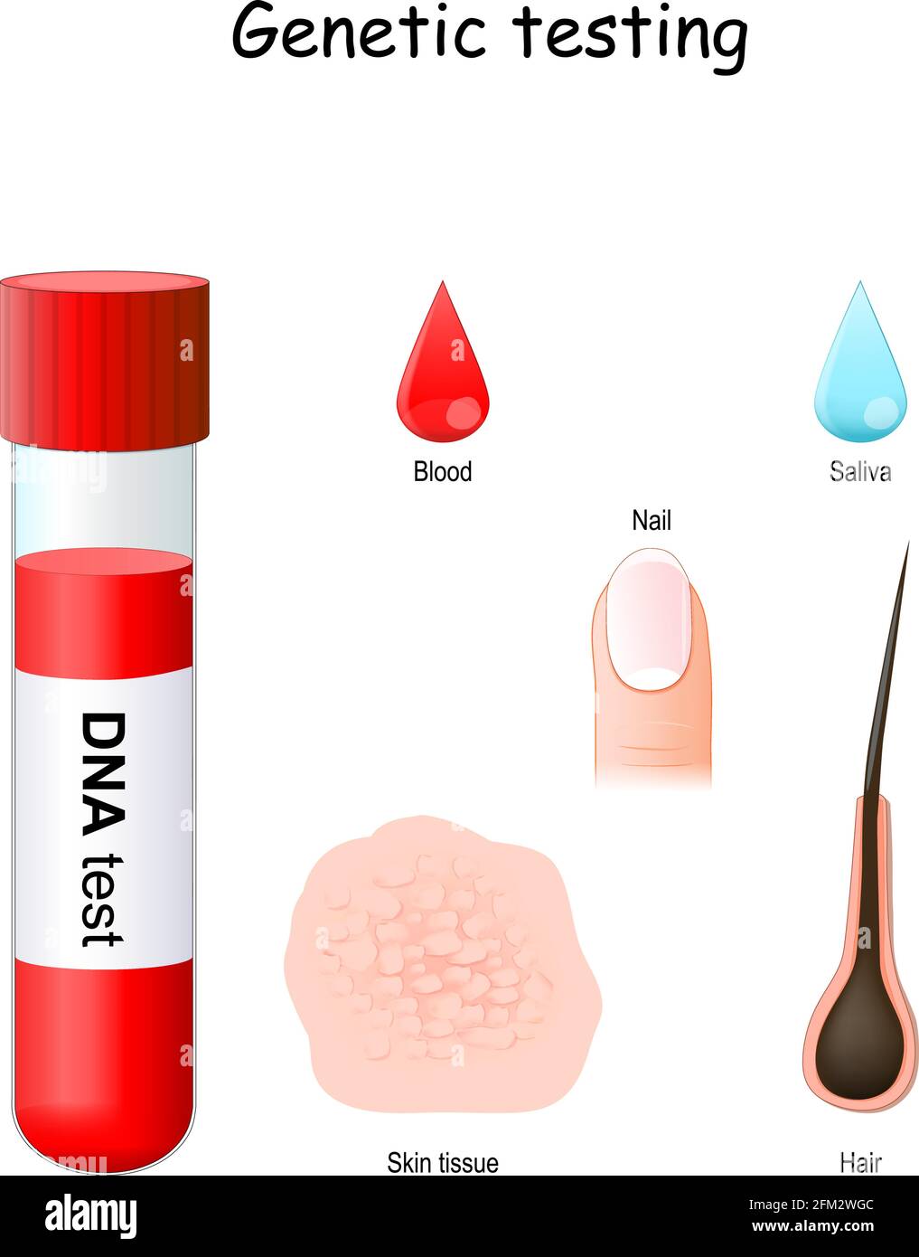 Genetic testing. Test tube with blood, drops of saliva and blood, hair ...