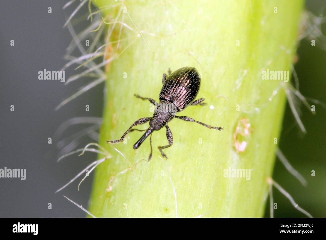 Aspidapion radiolus on hollyhock plant. It is beetle from family ...