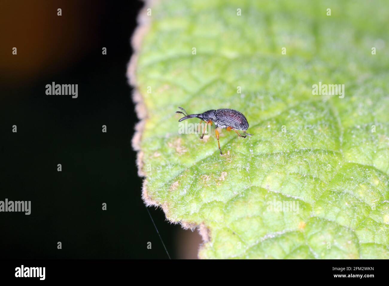 Tropical invasive species hi-res stock photography and images - Alamy