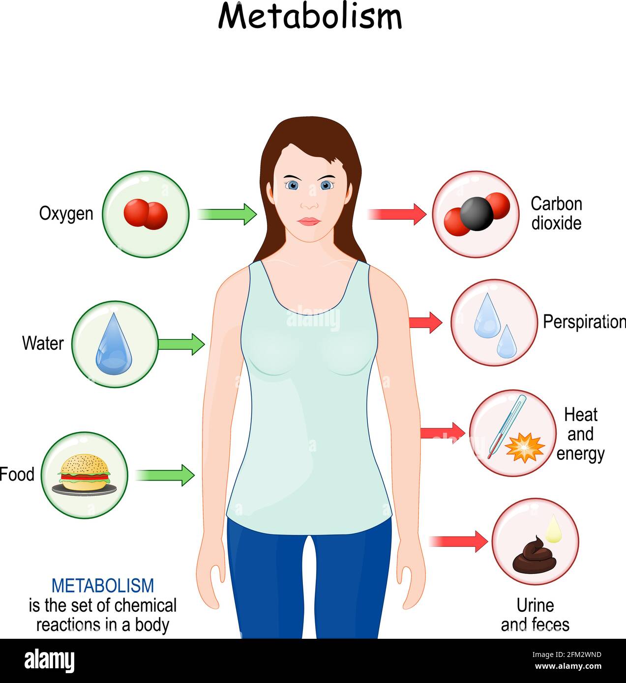 metabolism is the set of chemical reactions in a body for: the ...