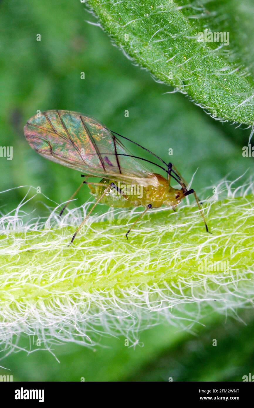 Aphid on mint leaf. It is an aphid in the superfamily Aphidoidea in the ...