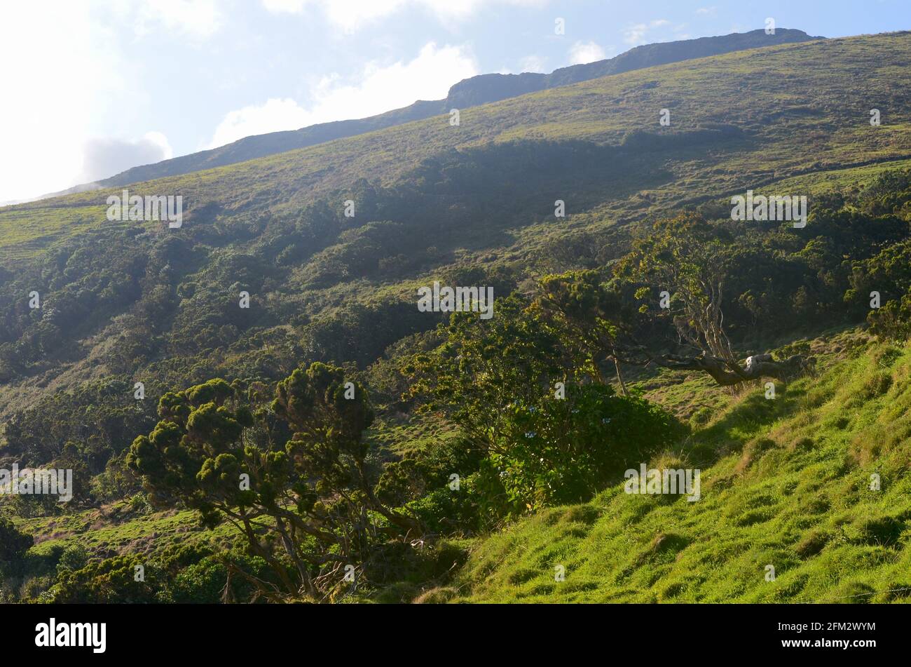 Rural landscapes in Pico volcano’s mid-slope, Azores archipelago ...