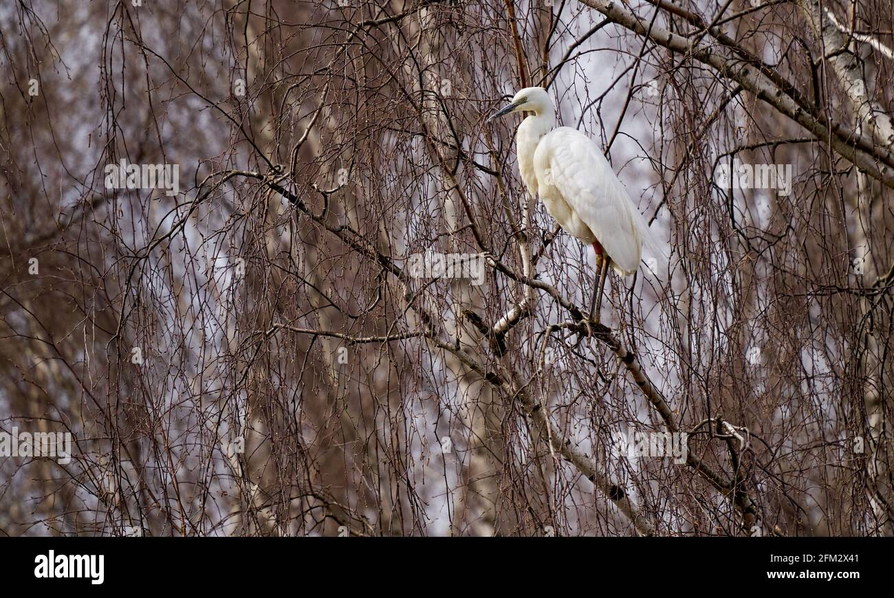 Great Egret Heron Ardea alba sitting on a tree branch Stock Photo - Alamy