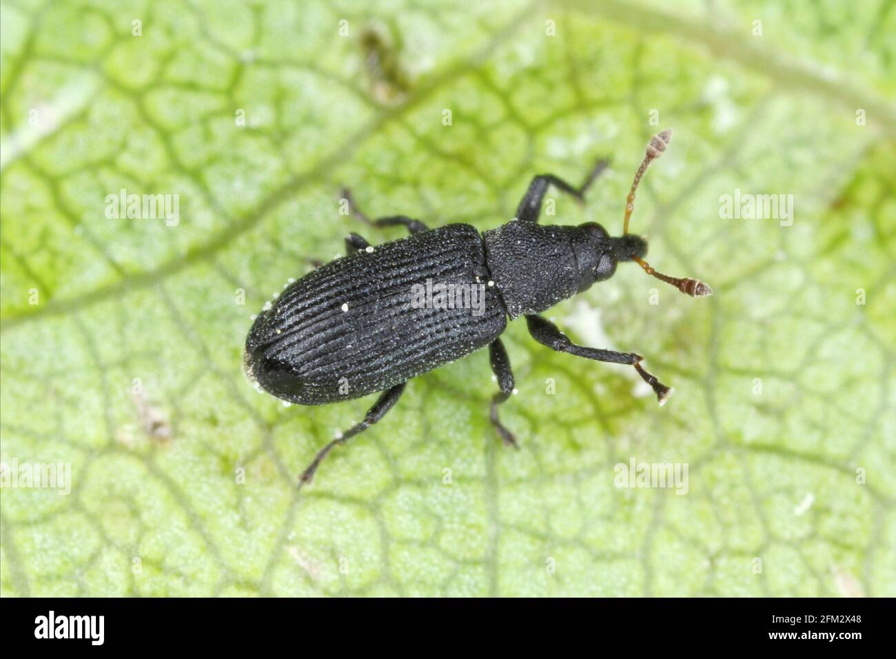 Magdalis ruficornis Plum weevil (Curculionidae) on peach leaf. A pest ...