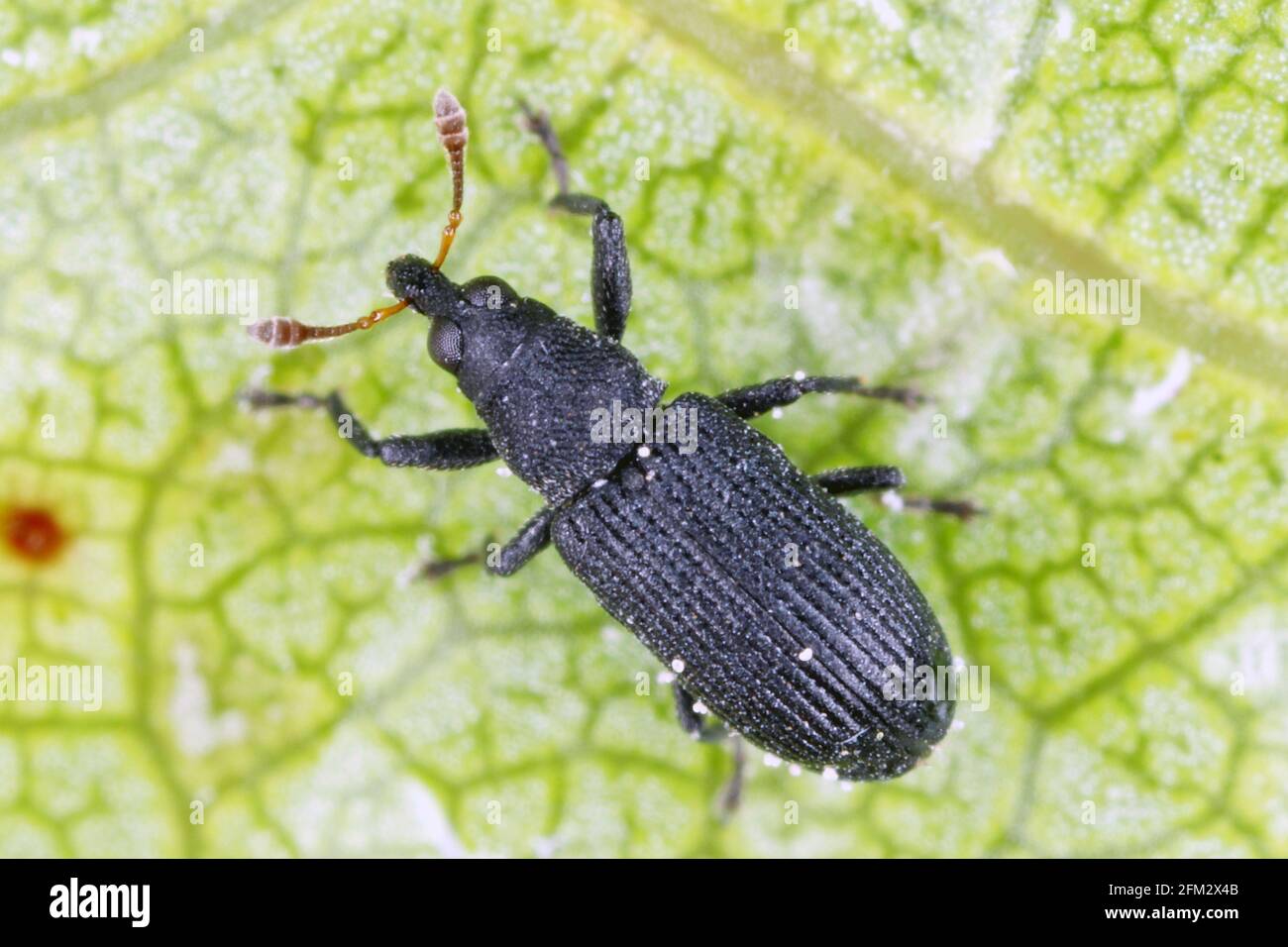 Wood apple trees hi-res stock photography and images - Alamy