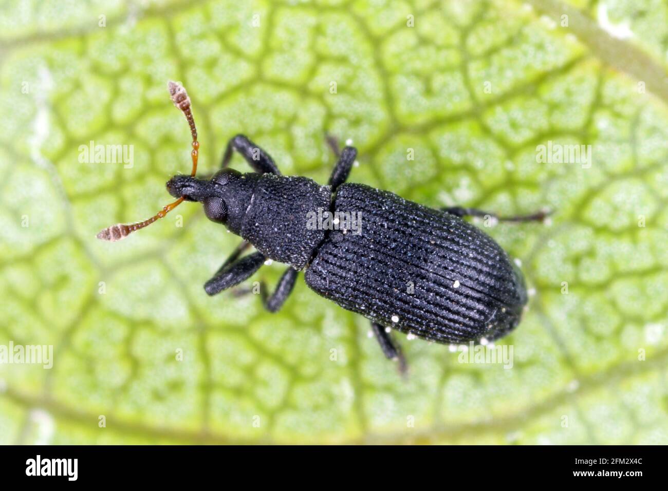 Bark beetle trees hi-res stock photography and images - Alamy