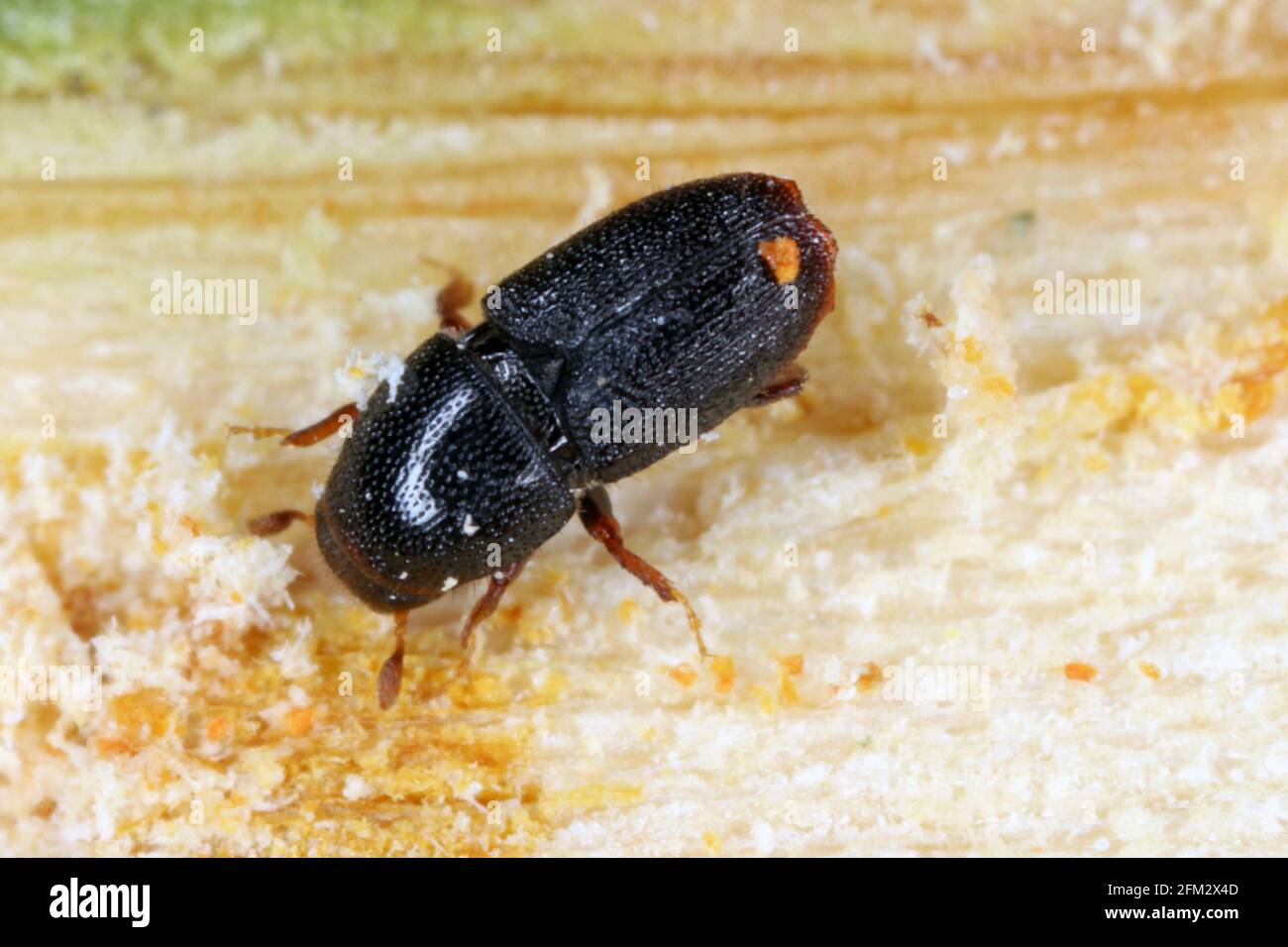 Scolytus rugulosus the shothole borer under bark of plum tree. It is a ...