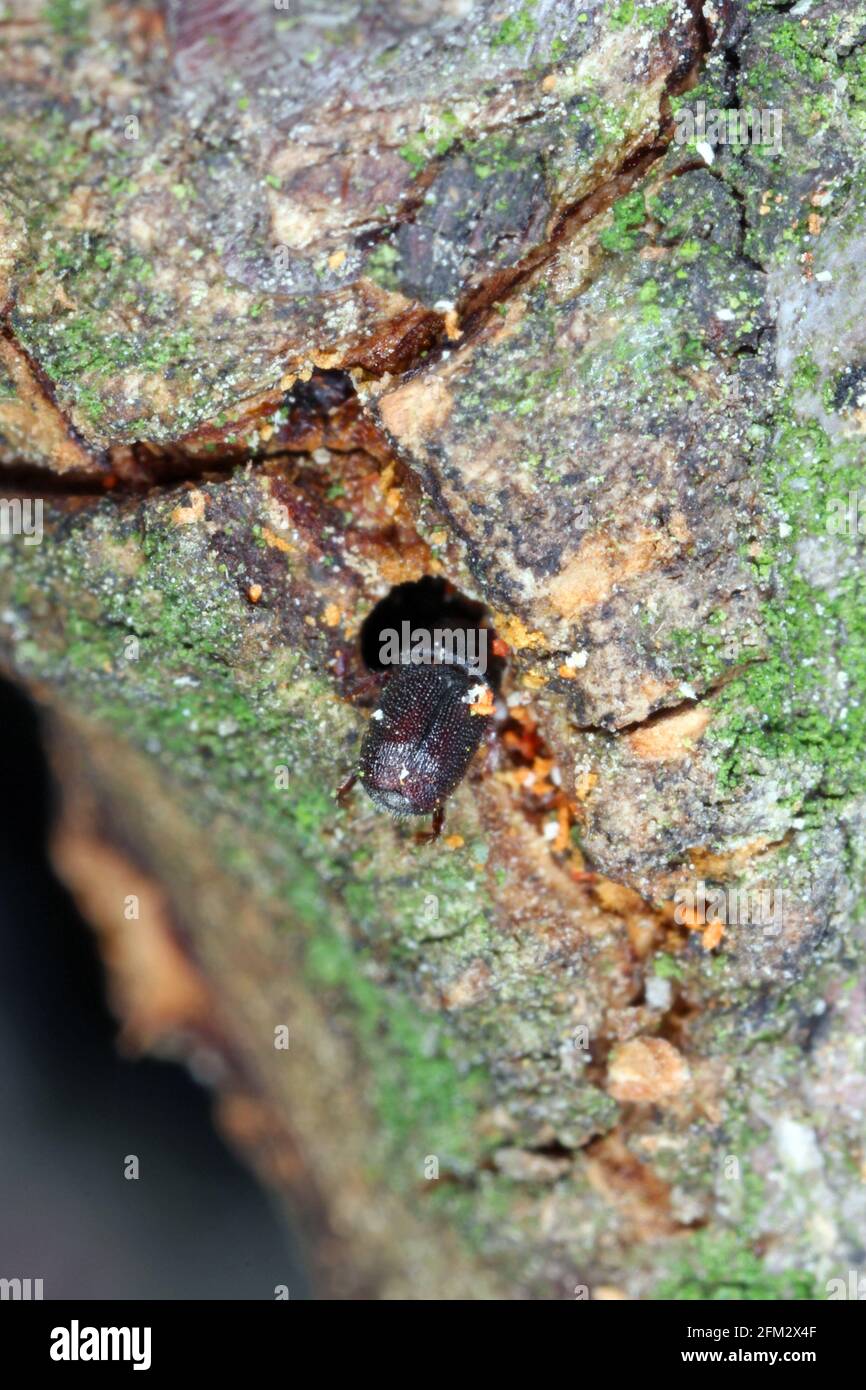 Scolytus rugulosus the shothole borer under bark of plum tree. It is a ...