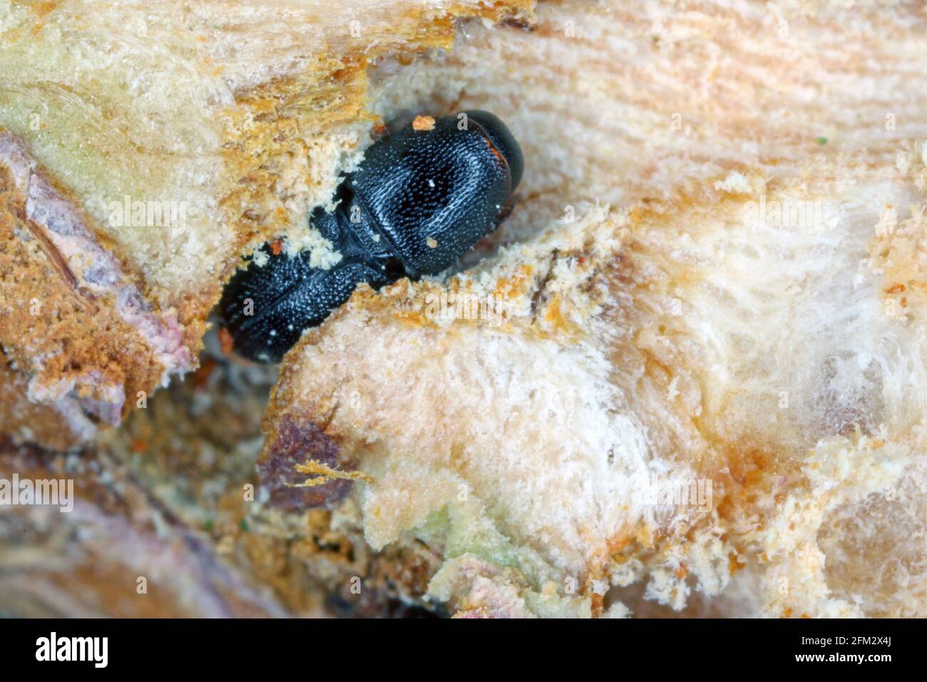 Scolytus rugulosus the shothole borer under bark of plum tree. It is a ...