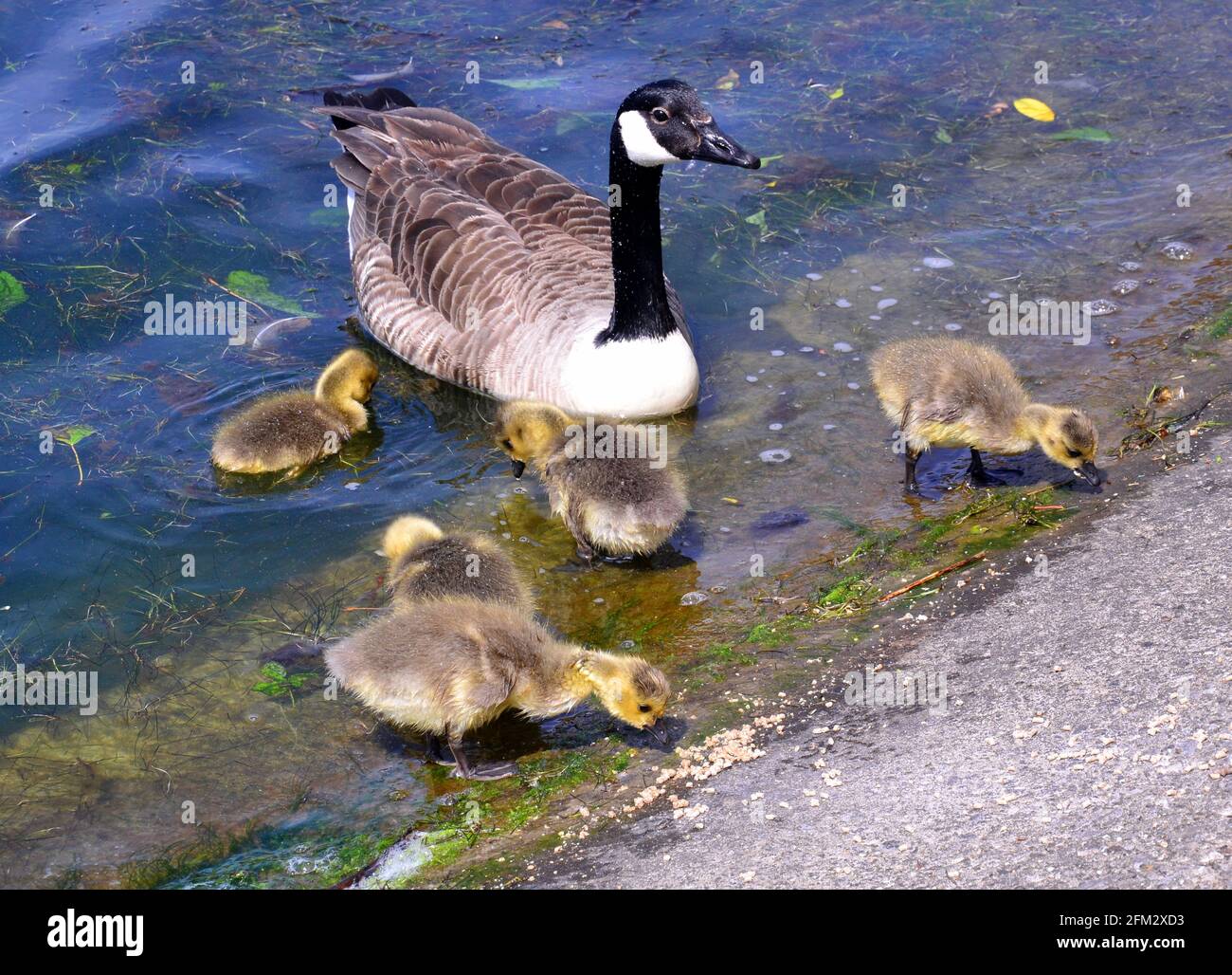 Canada goose and recently born baby goslings eat and swim at Fairhaven ...