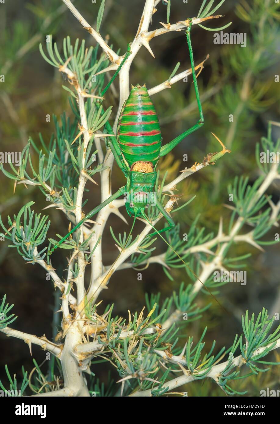 Annae High Resolution Stock Photography and Images - Alamy