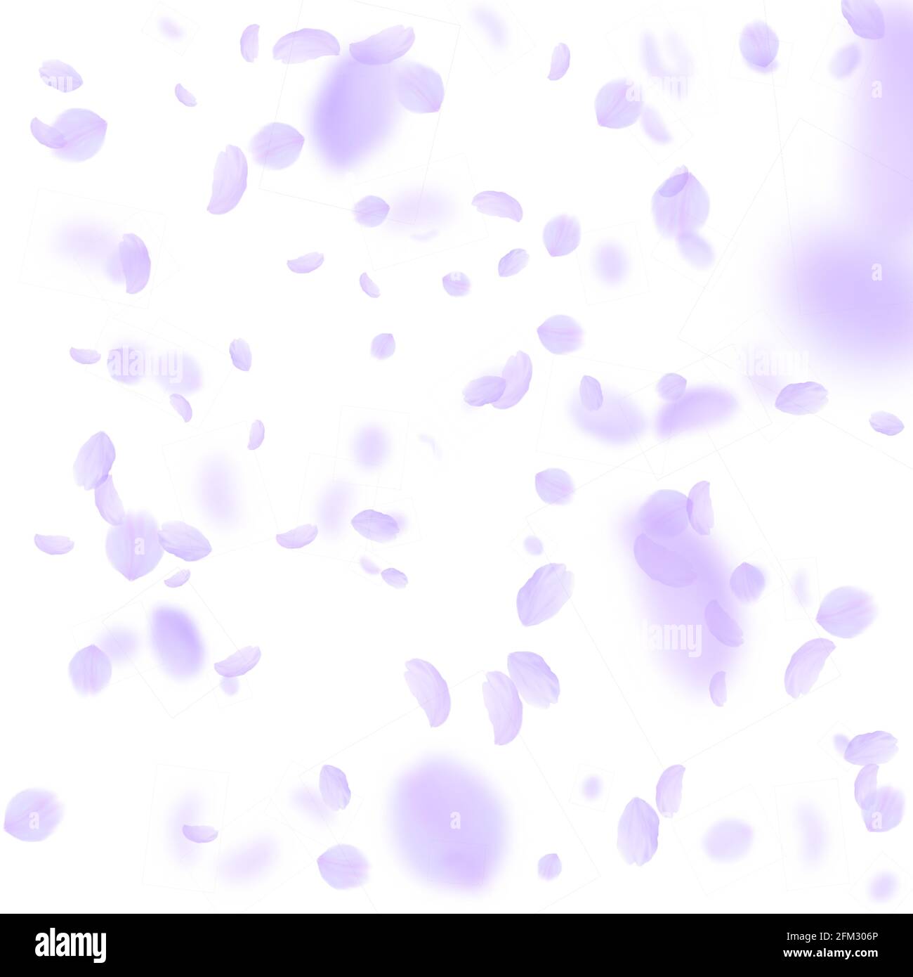 Violet flower petals falling down. Fabulous romantic flowers falling ...