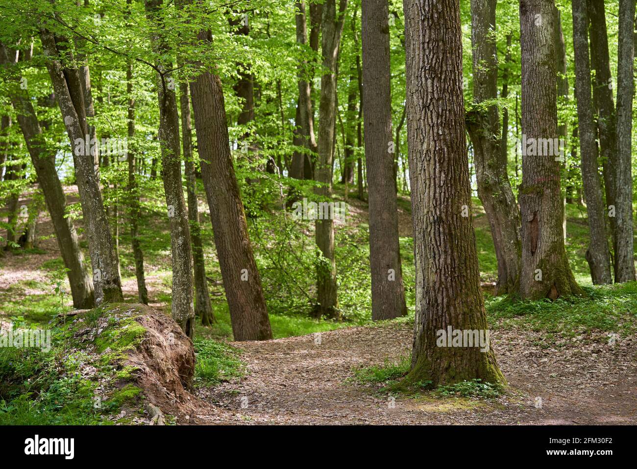 Various deciduous trees in the forest late spring - summer time Stock ...