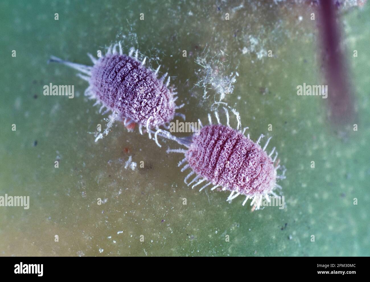 Pseudococcus Longispinus High Resolution Stock Photography and Images ...