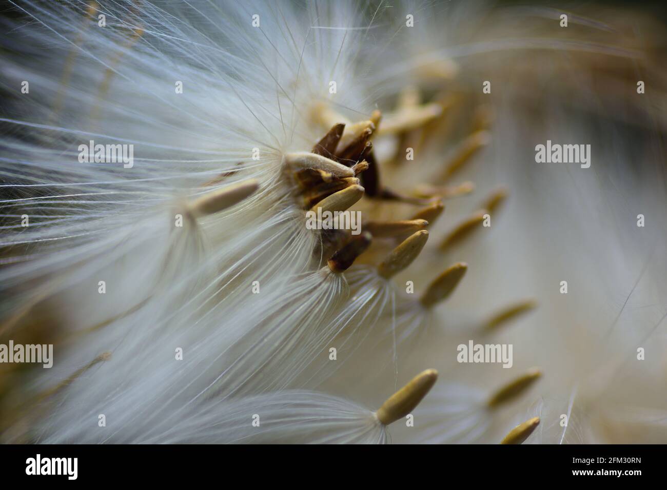 Seed pods vector hi-res stock photography and images - Alamy