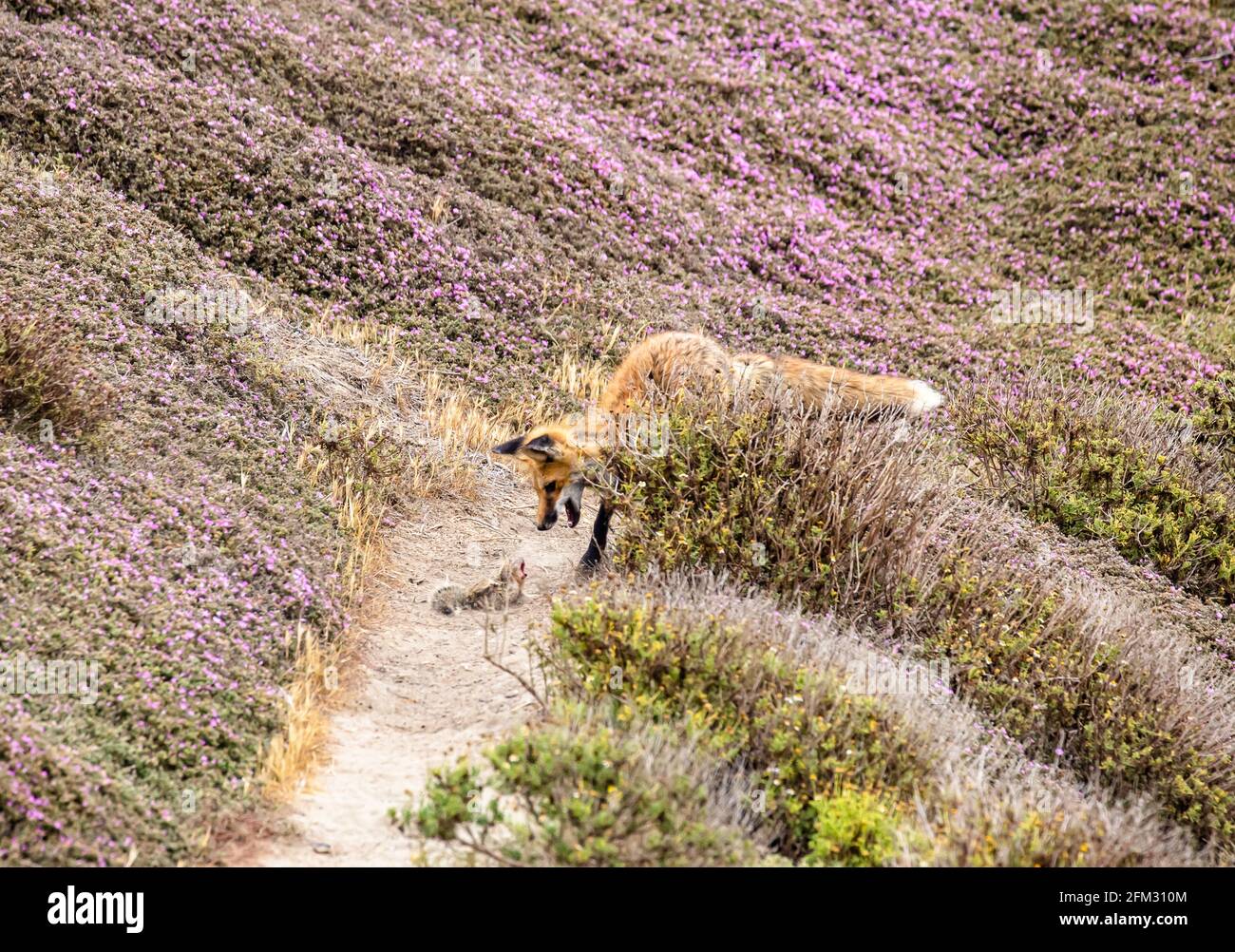Fox hunt chase hi-res stock photography and images - Alamy