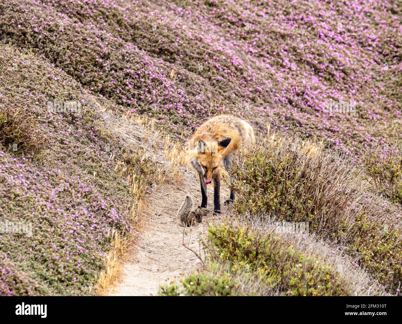 Young red fox licks his chops as horrified squirrel sees his life ...