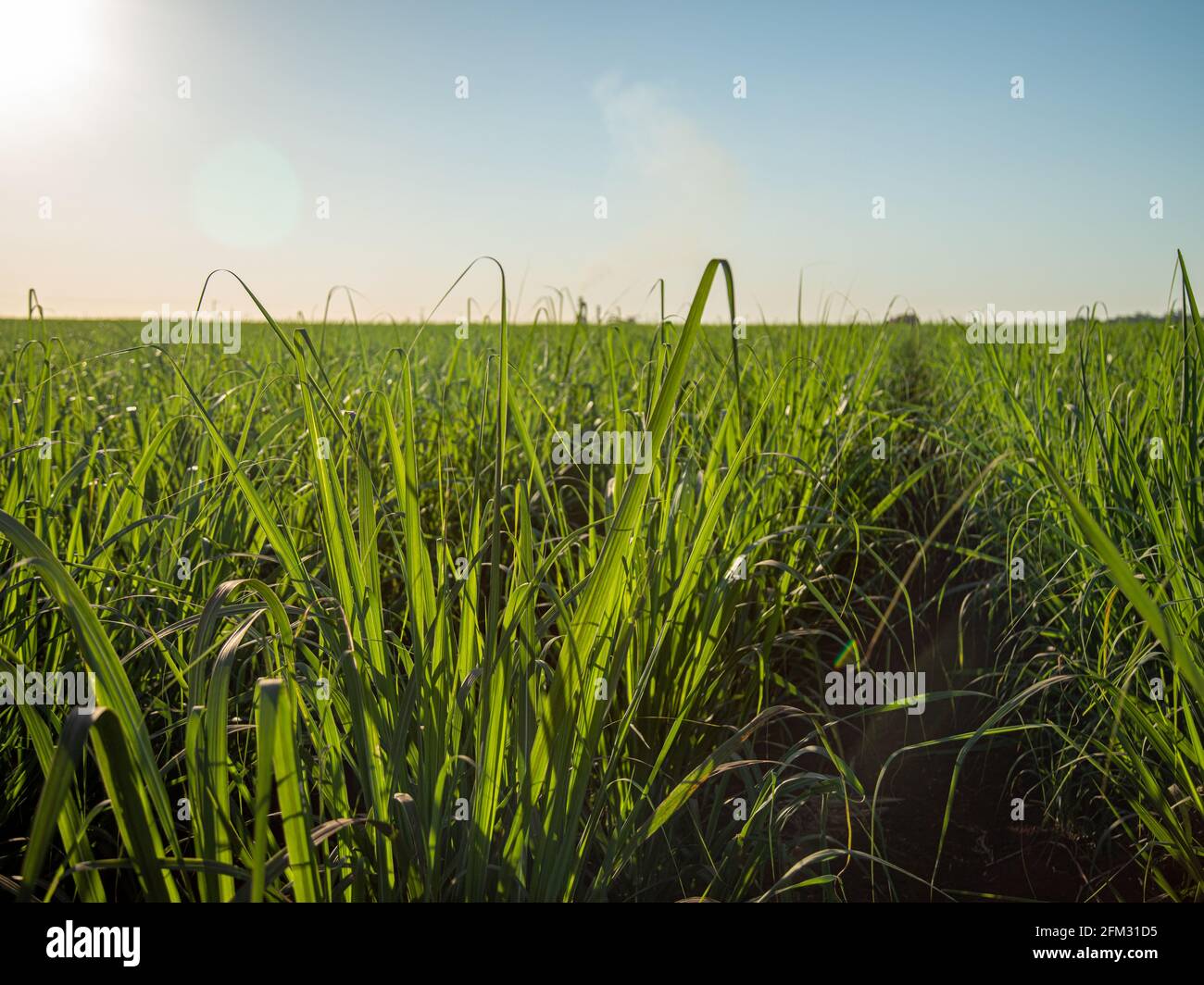 sugar cane plantation farm sunset usine in background Stock Photo - Alamy