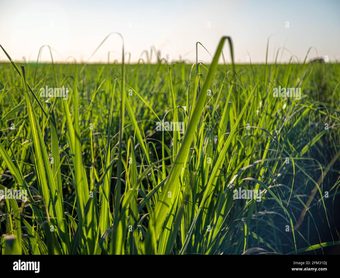 sugar cane plantation farm sunset usine in background Stock Photo - Alamy