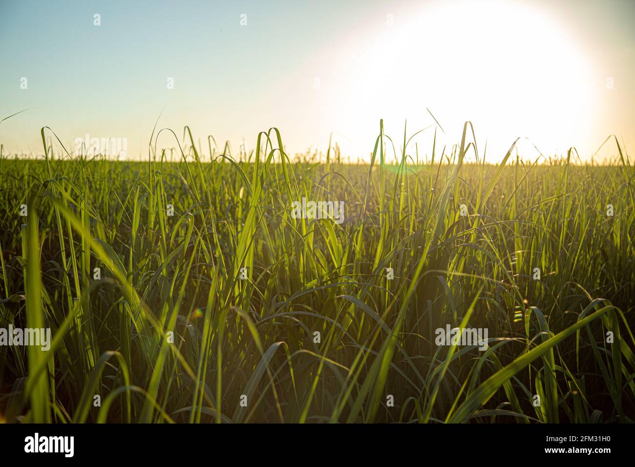 sugar cane plantation farm sunset usine in background Stock Photo - Alamy